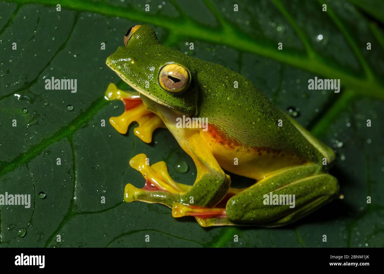 Malabar gliding frog (Rhacophorus malabaricus), male sitting on plant ...
