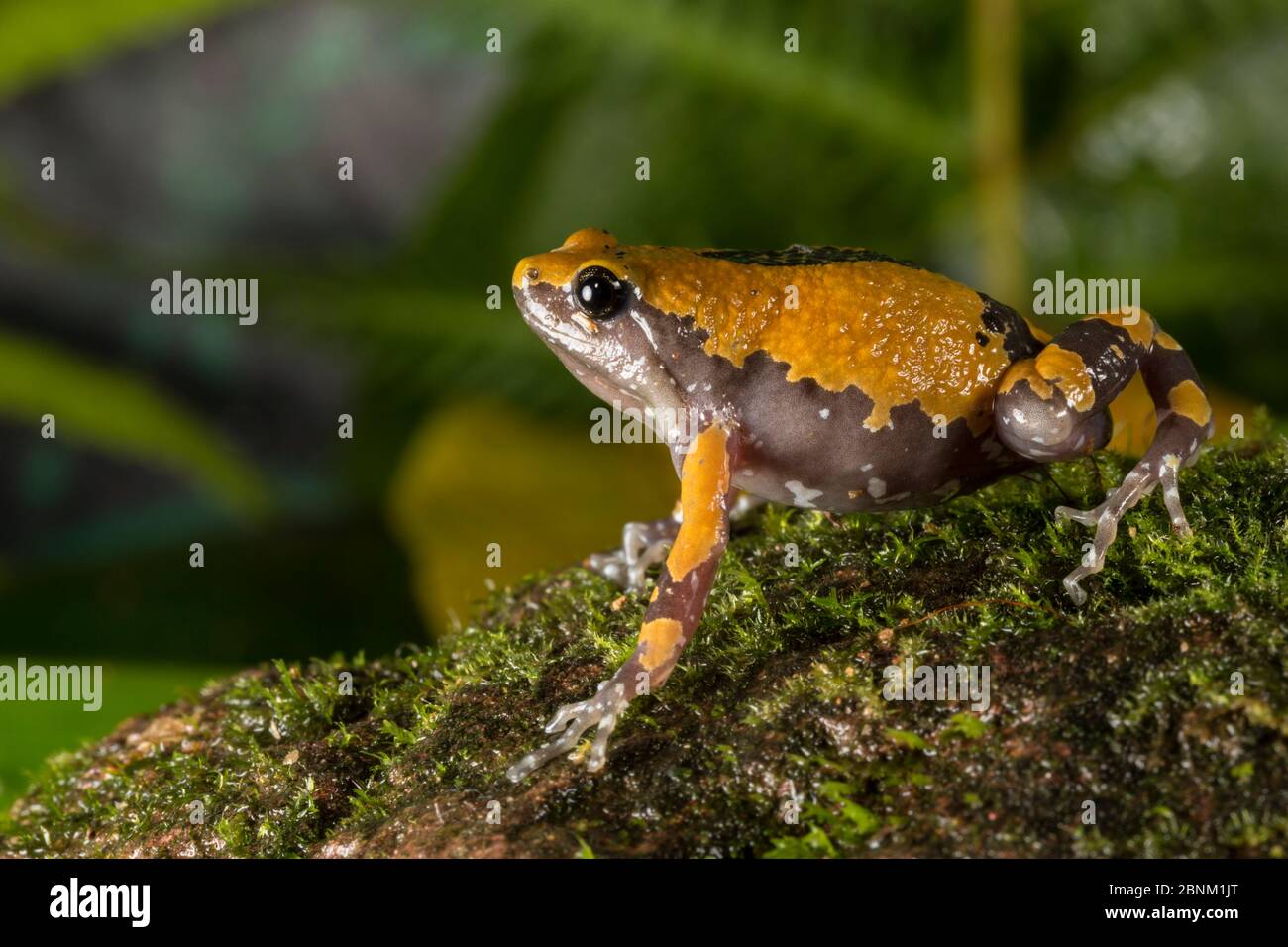 Malabar ramanella frog (Ramanella triangularis) Coorg Karnataka, India ...