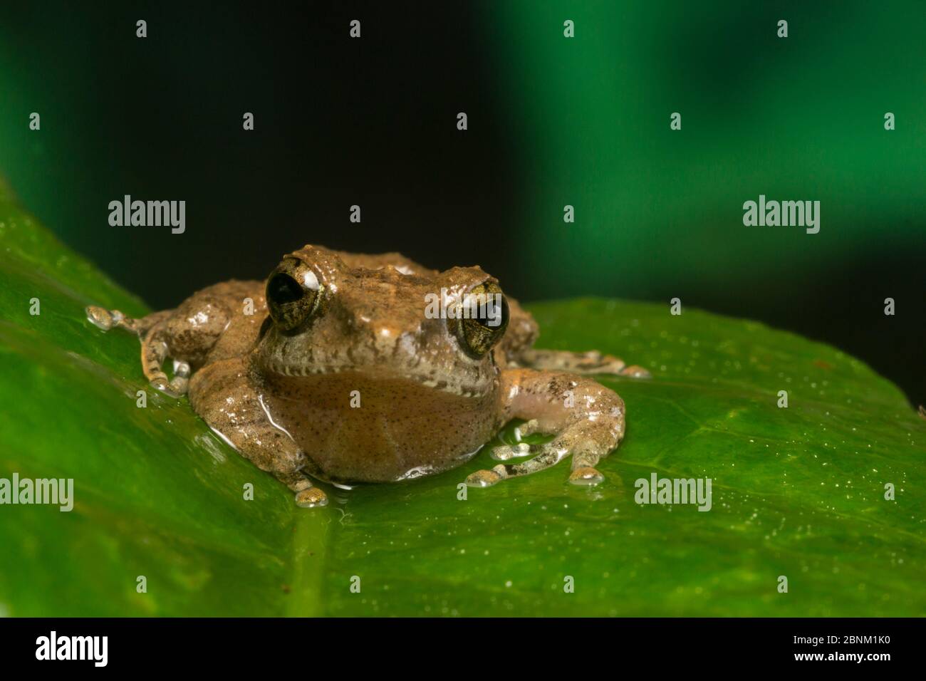 Western ghats endemic species hi-res stock photography and images - Alamy