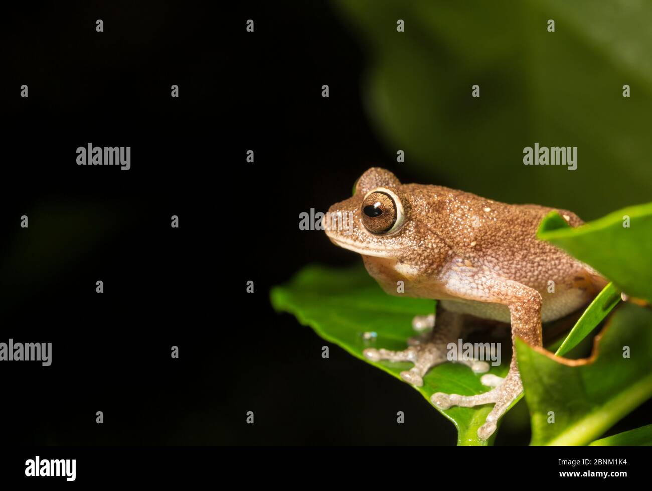 Species of bush frog hi-res stock photography and images - Alamy