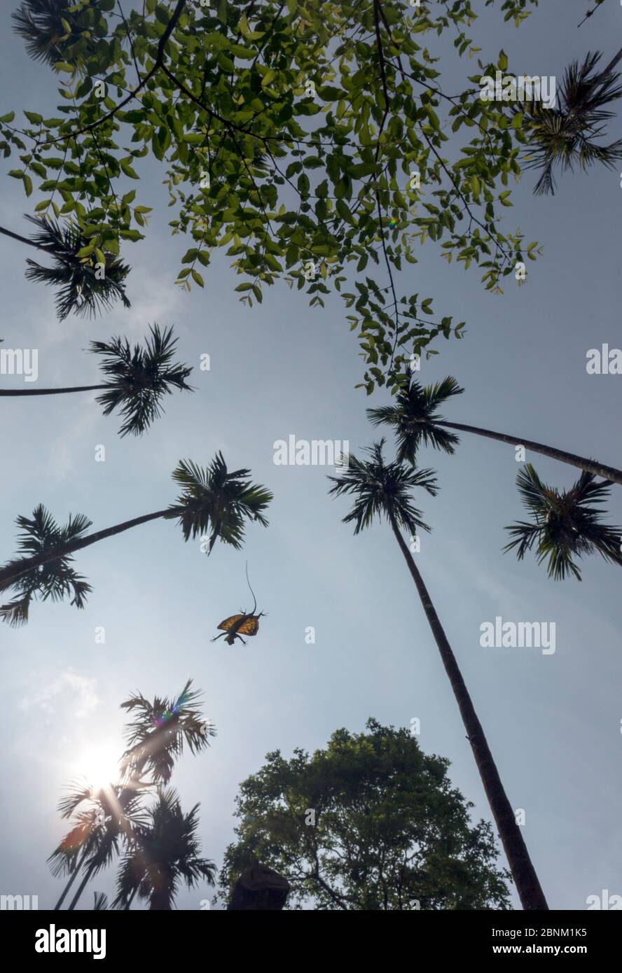 South Indian flyinglzard (Draco dussumieri), arboreal insectivorous ...