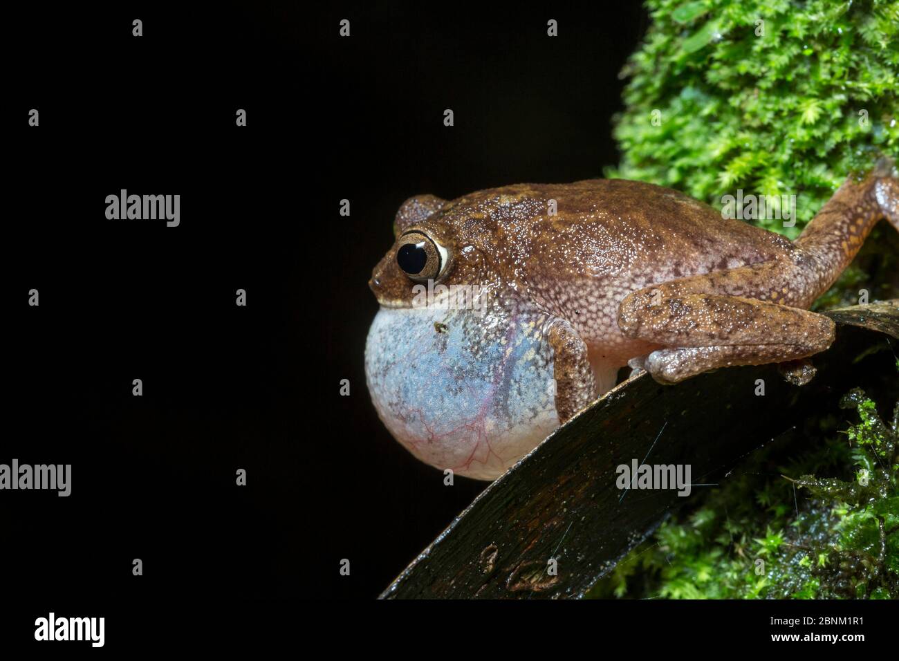 Ponmudi bush frog (Raorchestes ponmudi), Anamalai wildlife sanctuary ...