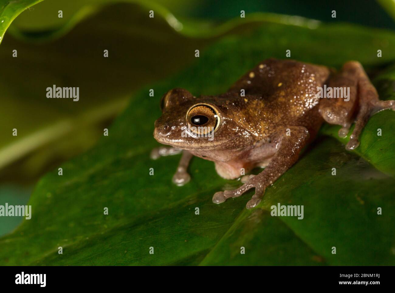 Ponmudi bush frog (raorchestes ponmudi), endemic to Western Ghats ...