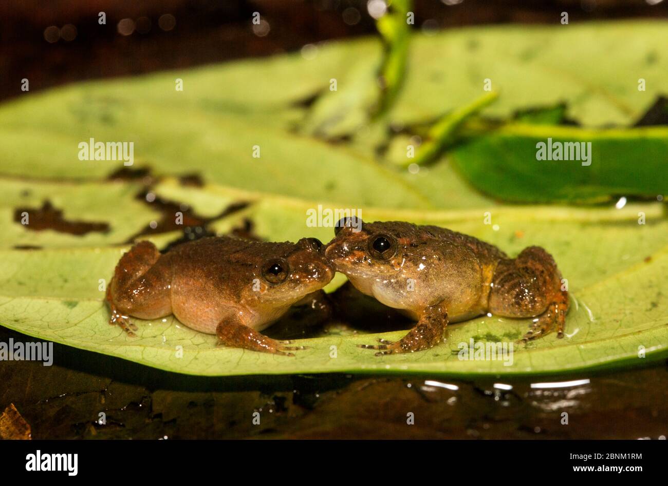 Kempholey night frog (nyctibatrachus kempholeyensis), two male ...
