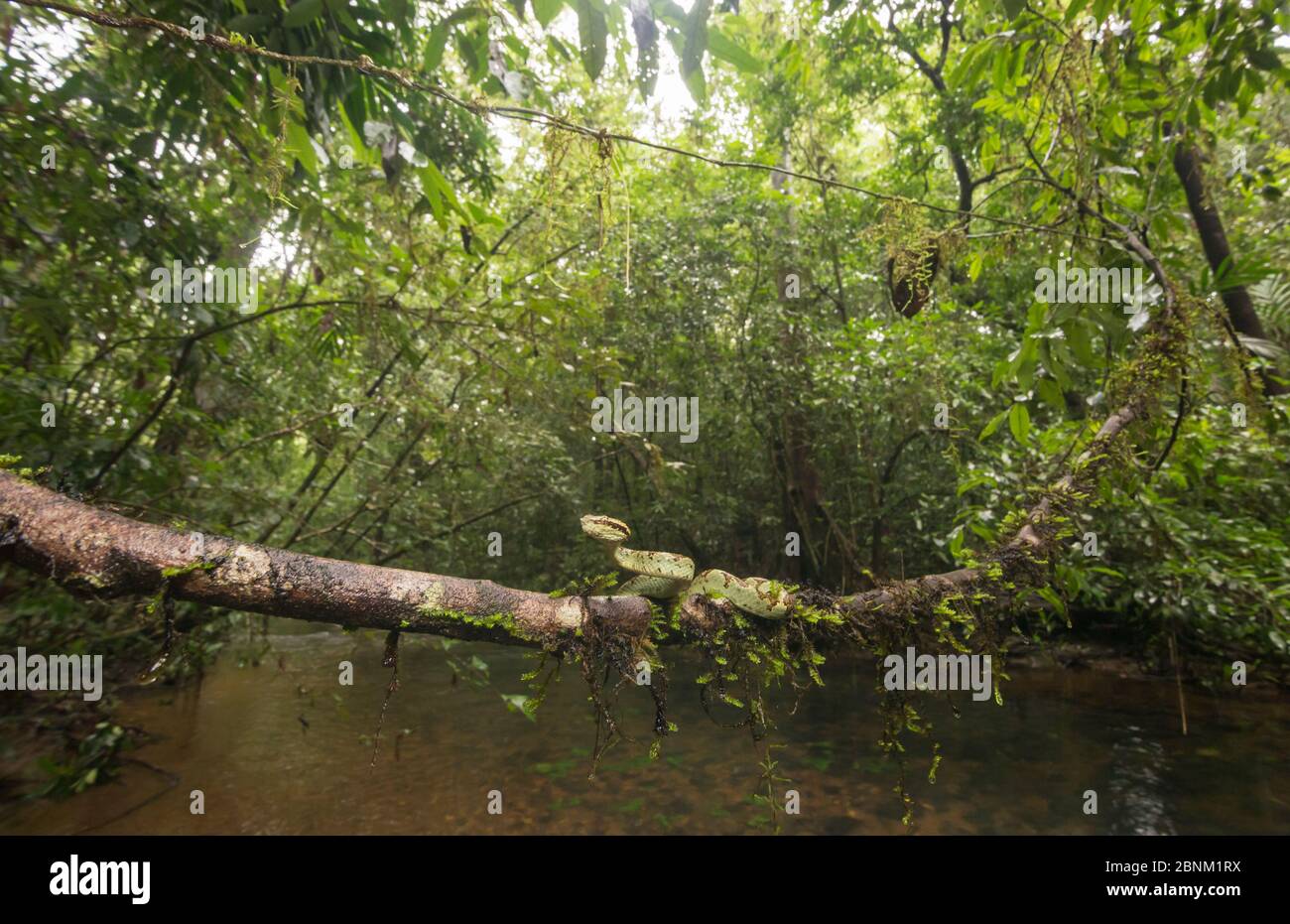 Malabar pit viper (Trimeresurus malabaricus), green colour morph in ...
