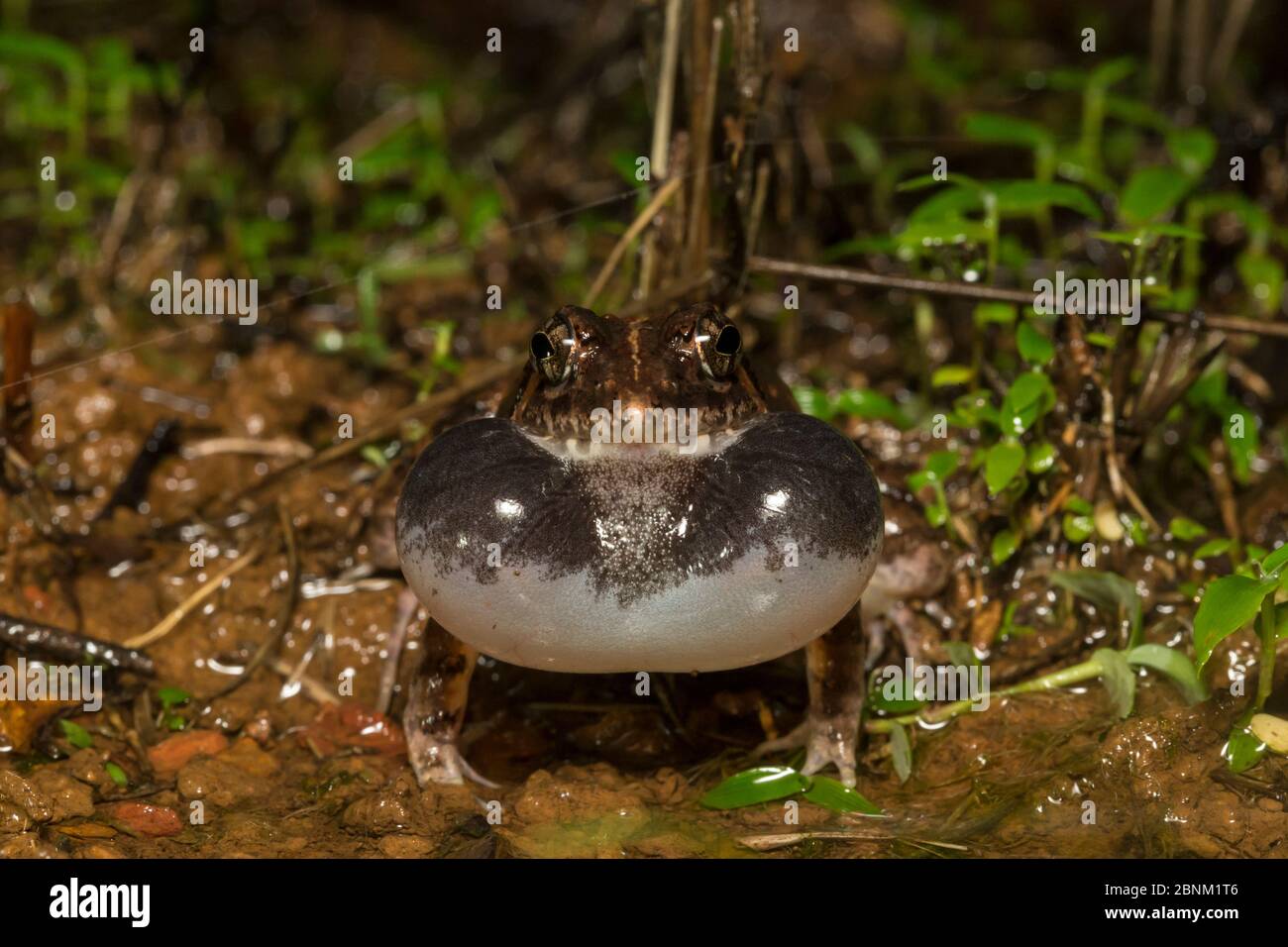 Bombay wart frog hi-res stock photography and images - Alamy