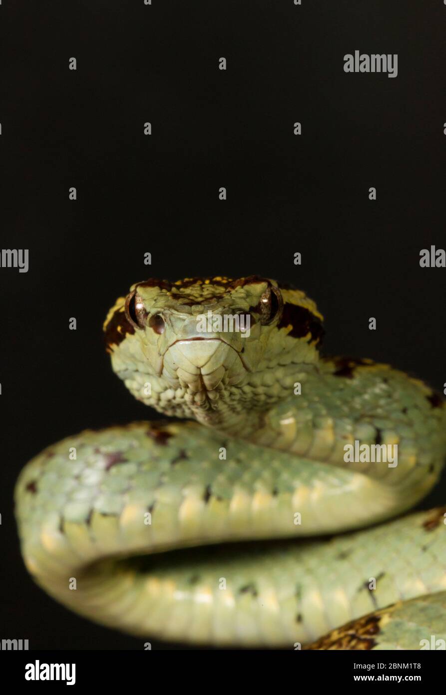 Malabar pit viper (Trimeresurus malabaricus), green colour morph ...