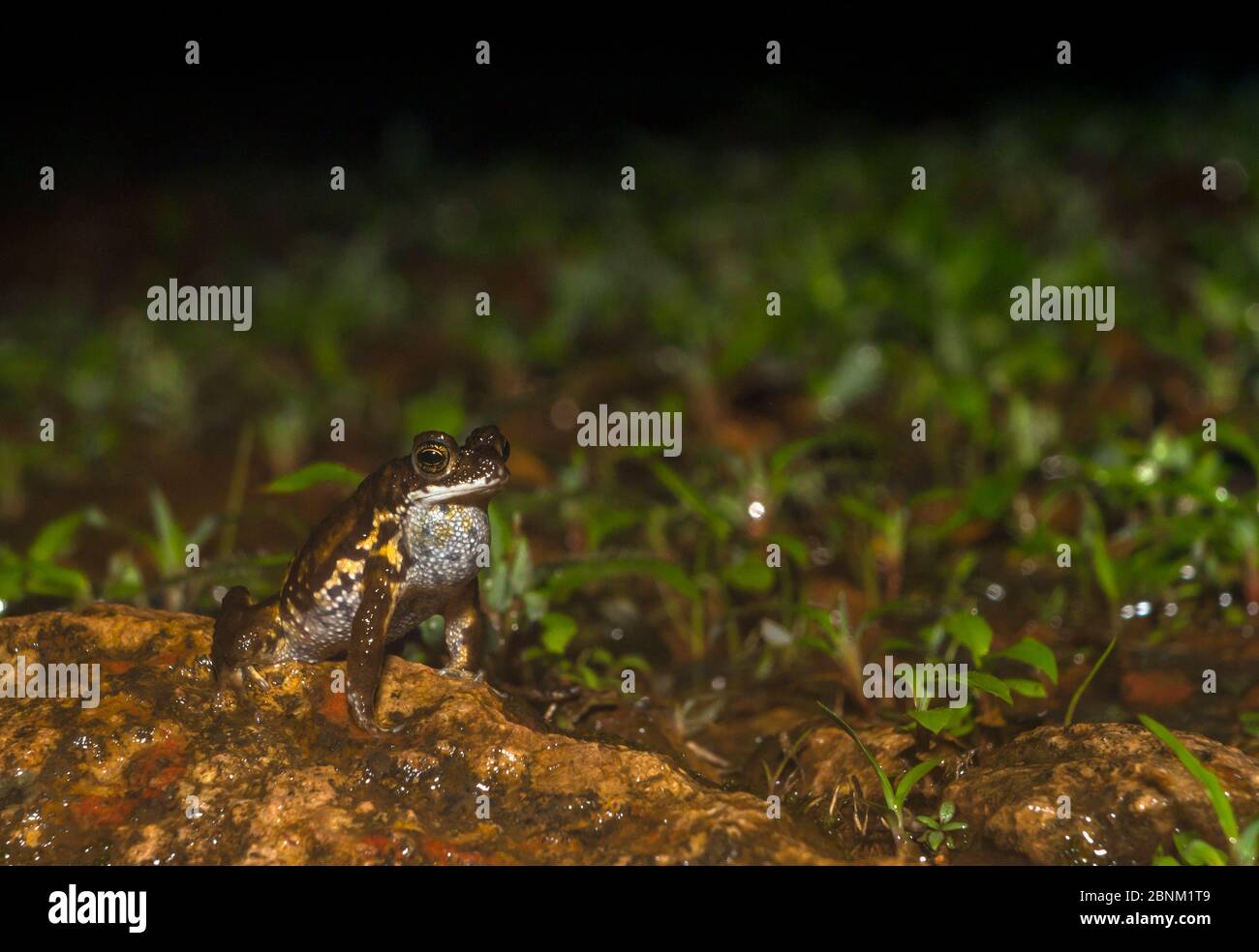 Yellow tiger toad (Xanthophryne tigerina) Amboli, Maharashtra, Western ...