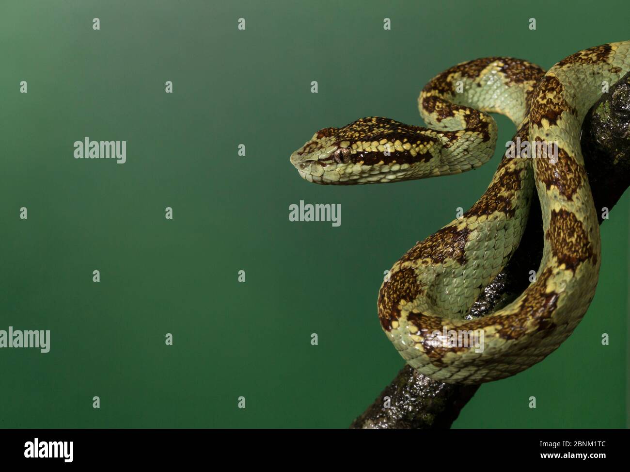 Malabar pit viper (Trimeresurus malabaricus), green colour morph ...