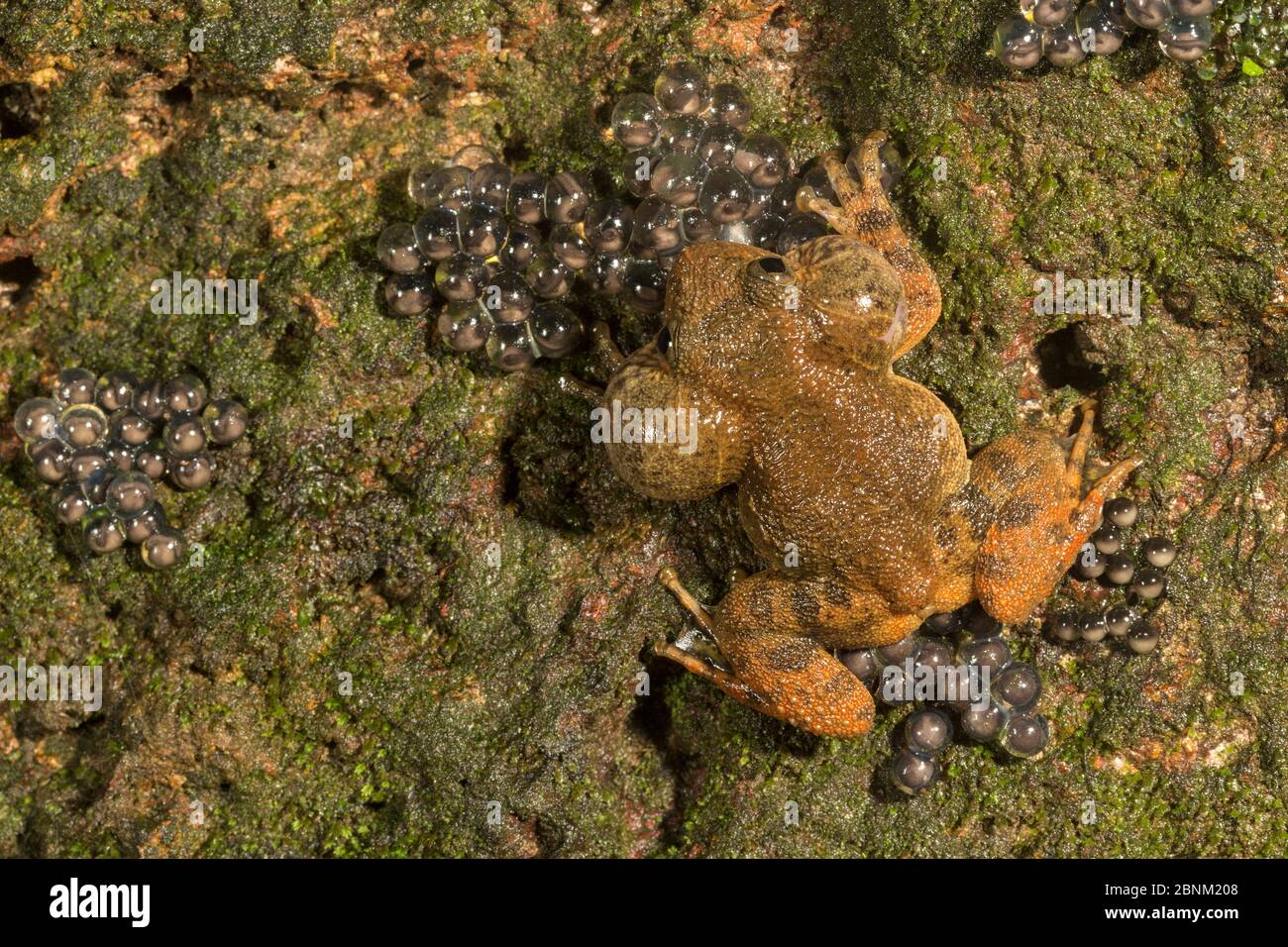 Humayun’s night frog (Nyctibatrachus humayuni), male guarding cluster ...