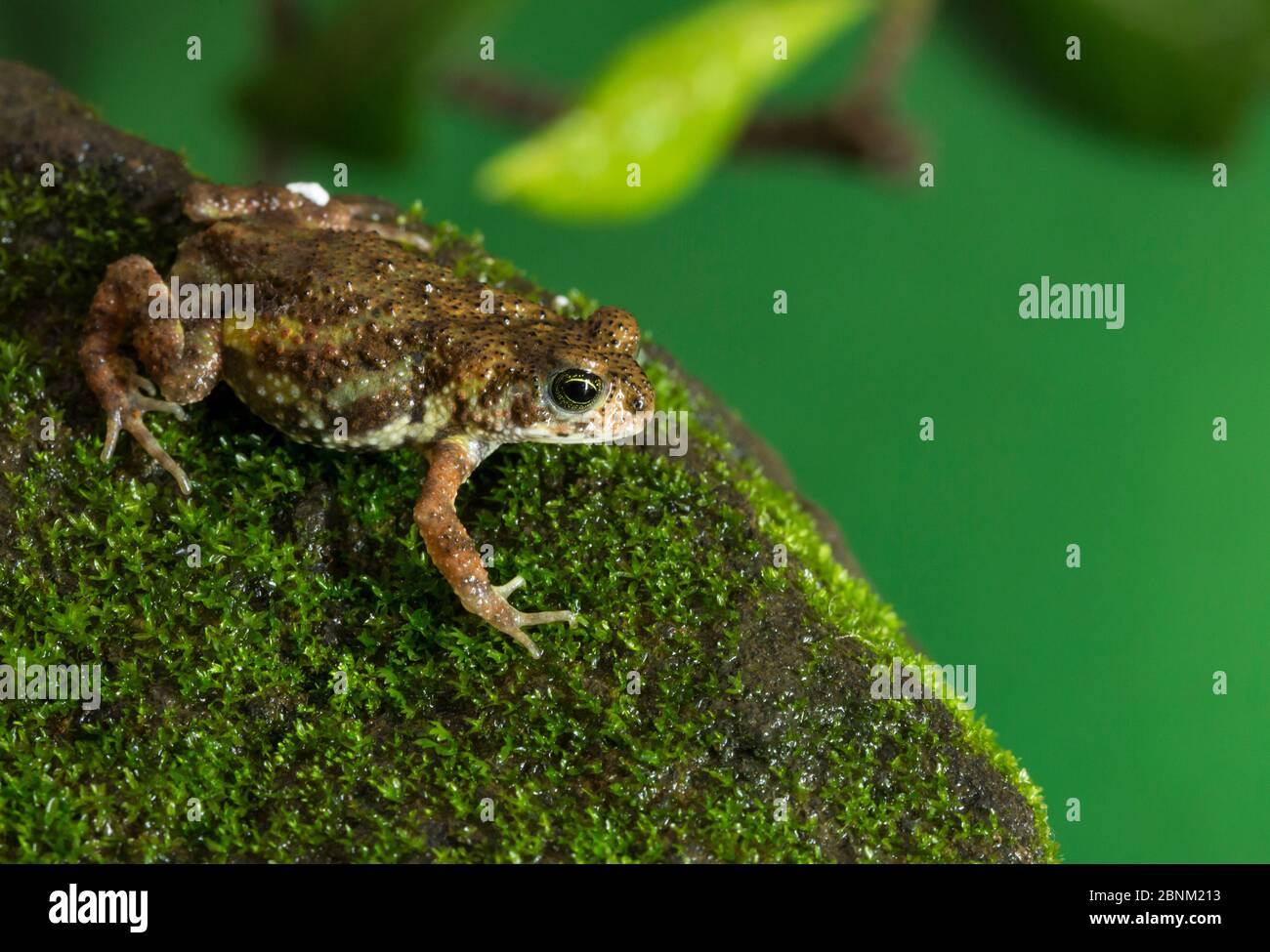 Yellow tiger toad (Xanthophryne tigerina) . Amboli, Maharashtra, India ...