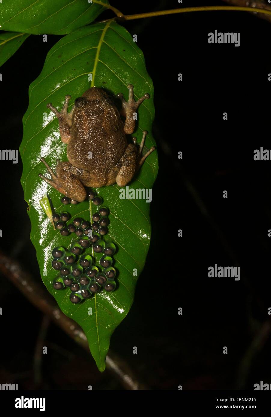 Humayun’s night frog (nyctibatrachus humayuni), male guarding cluster ...