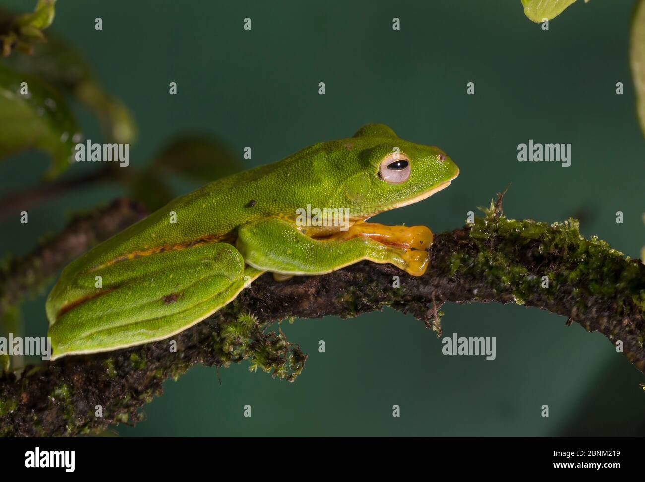 Male shrub frog hi-res stock photography and images - Alamy