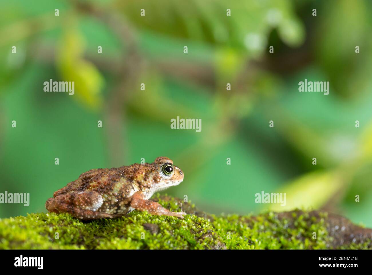 Yellow tiger toad (xanthophryne tigerina) Amboli, Maharashtra, India ...