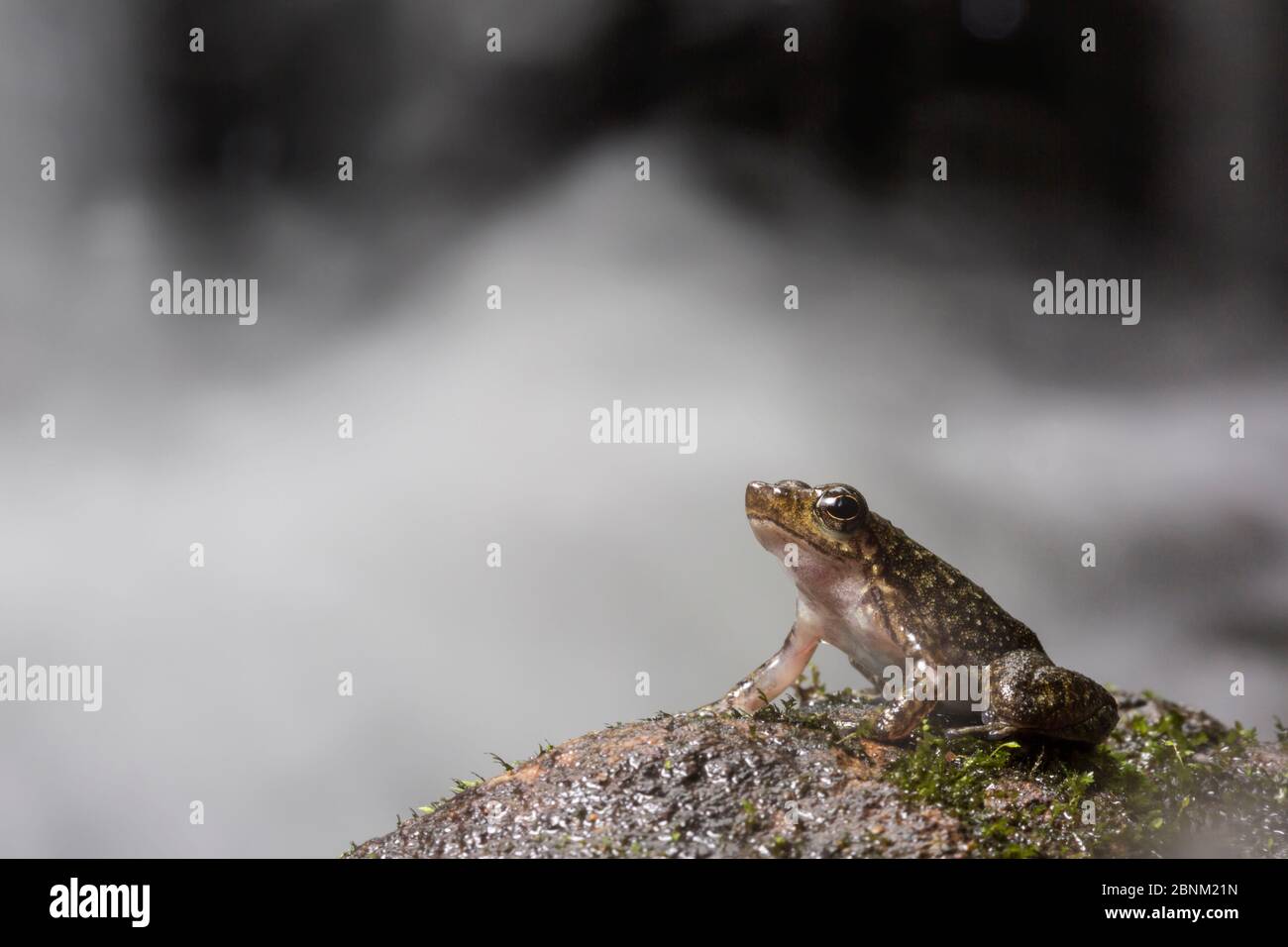 Dancing frog (Micrixalus saxicola). Coorg, Karnataka, India. Endemic to ...