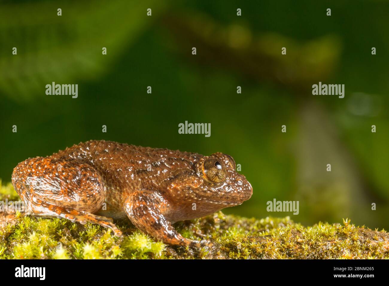 Night frog (Nyctibatrachus sanctipalustris) Coorg, Karnataka, India ...