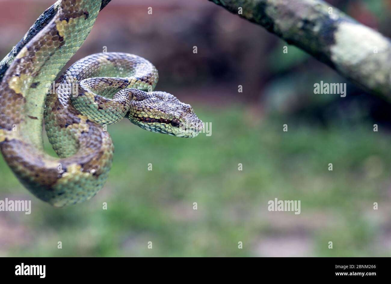 Malabar pit viper (Trimeresurus malabaricus), green colour morph ...