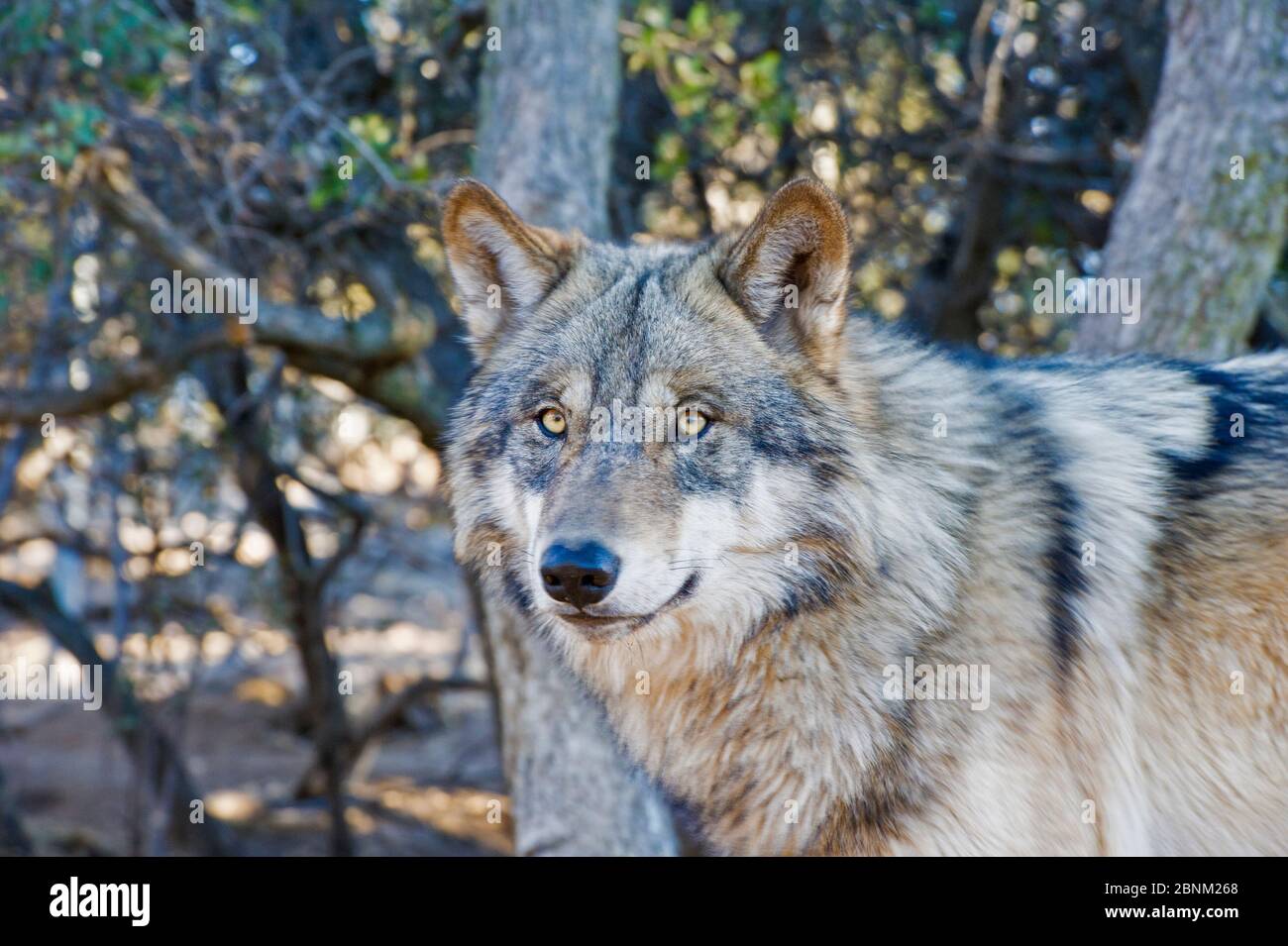 Arctic grey wolf (Canis llupus linnaeus) California Wolf Centre ...