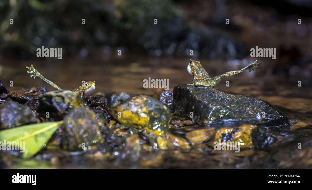 Micrixalus frog hi-res stock photography and images - Alamy