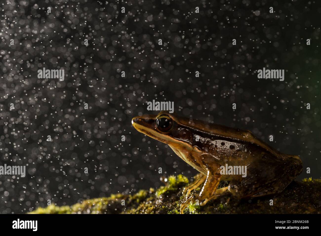 Golden frog (Hylarana aurantiaca) in rain, Coorg, Karnataka, India ...