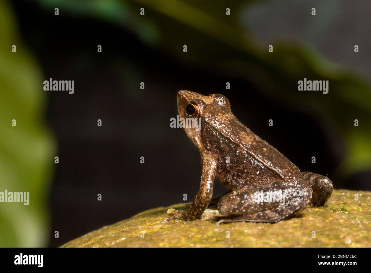 Dancing frog (Micrixalus nelliampathy) profile, Anamalai Wildlife ...
