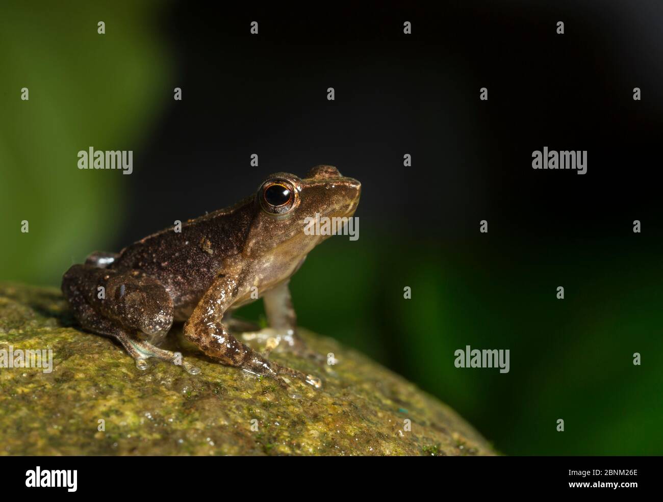 Dancing frog (Micrixalus nelliampathy) profile, Anamalai Wildlife ...