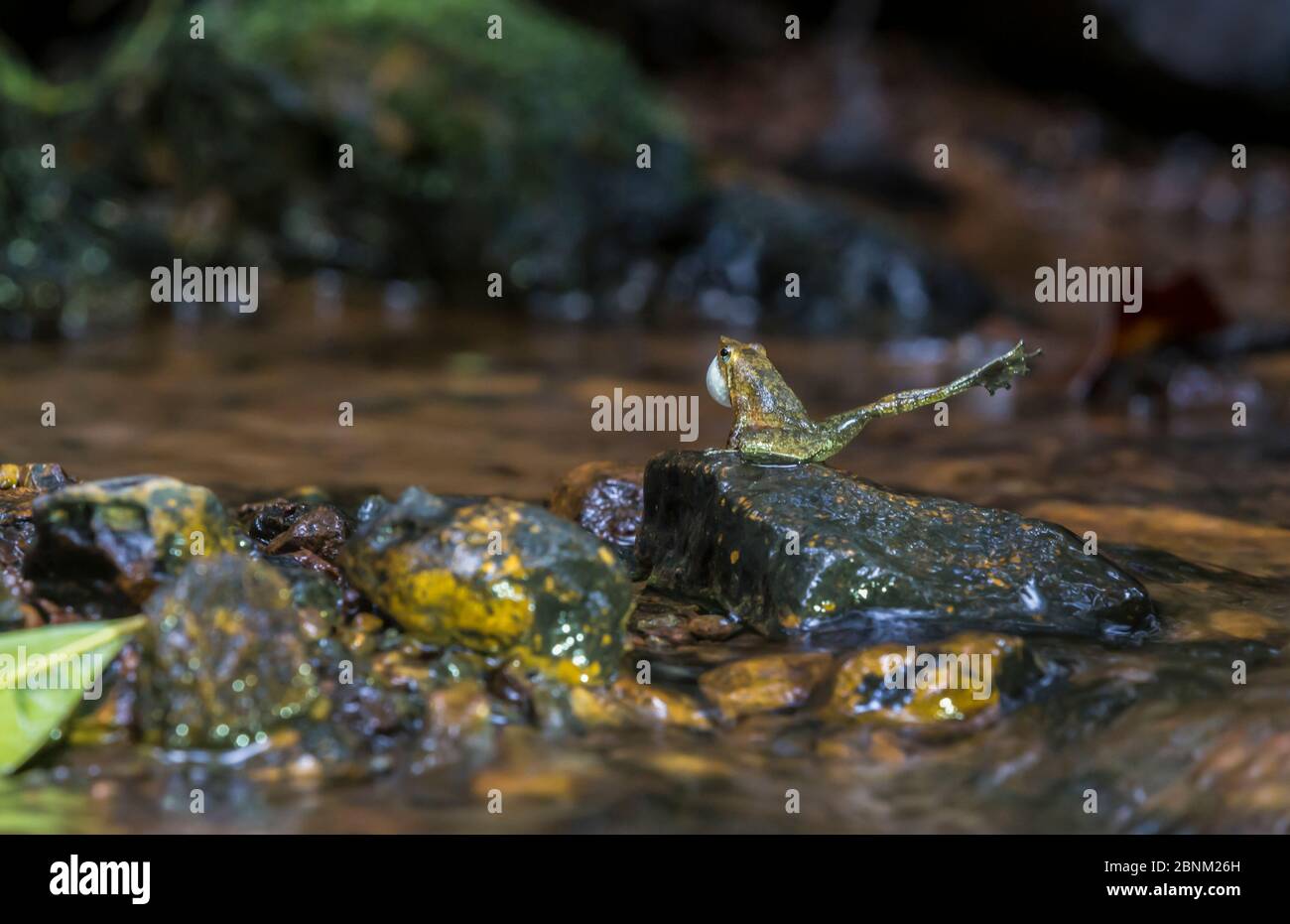 Kottigehara Dancing frog (micrixalus kottigeharensis ), “dancing frog ...