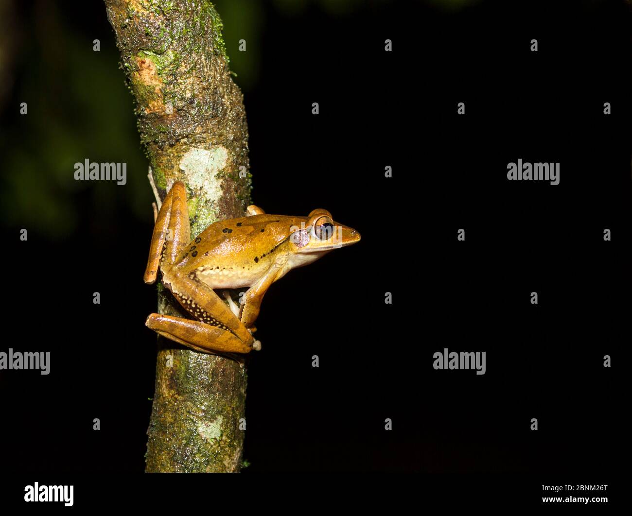 Western tree frog (Polypedates occidentalis) Agumbe, Karnataka, India ...