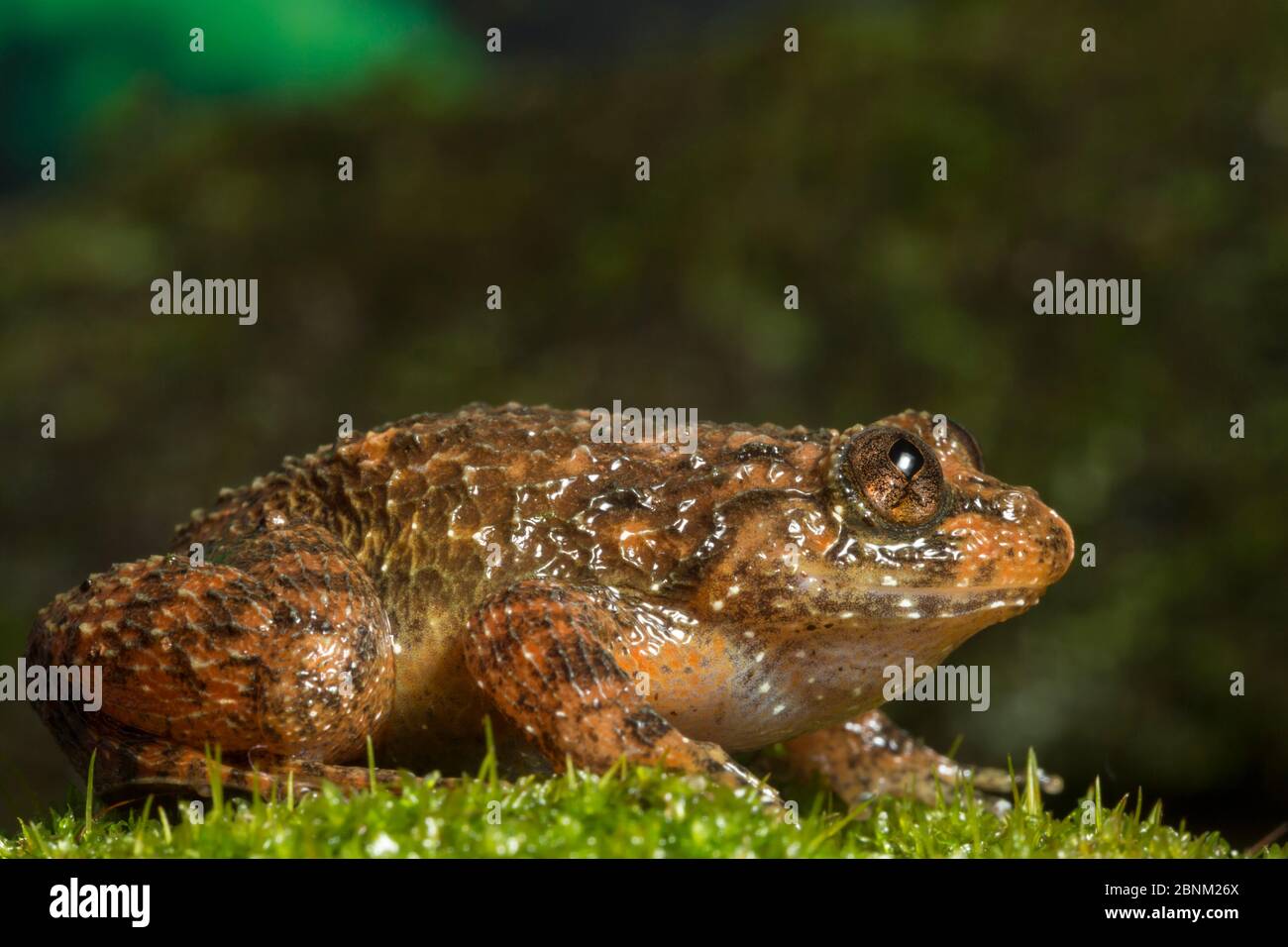 Night frog (Nyctibatrachus acanthodermis) Anamalai Wildlife Sanctuary ...