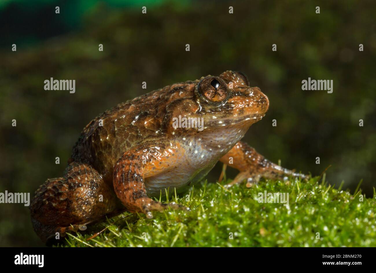 Nyctibatrachidae hi-res stock photography and images - Alamy