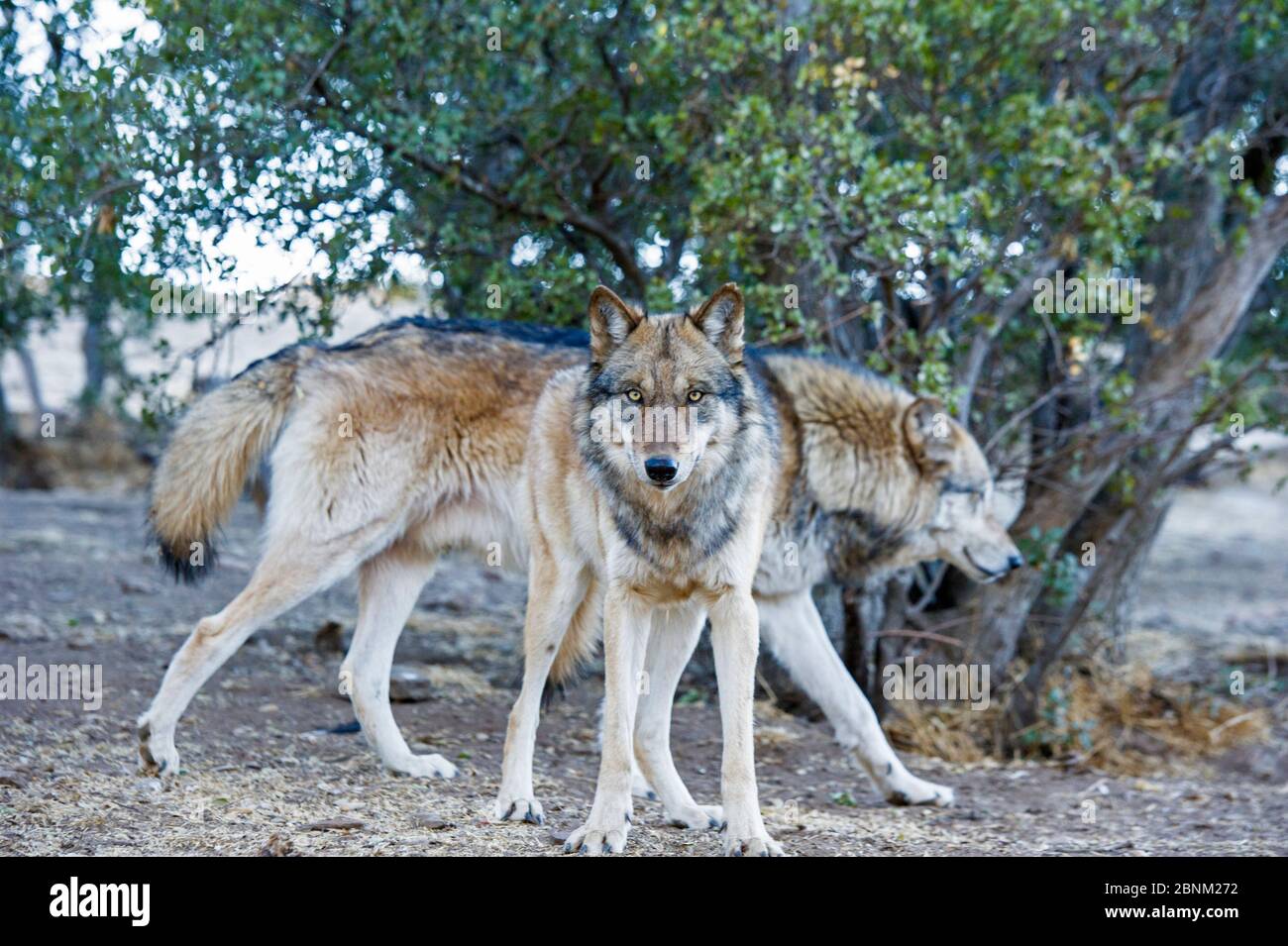 Arctic grey wolf (Canis llupus linnaeus) California Wolf Centre ...