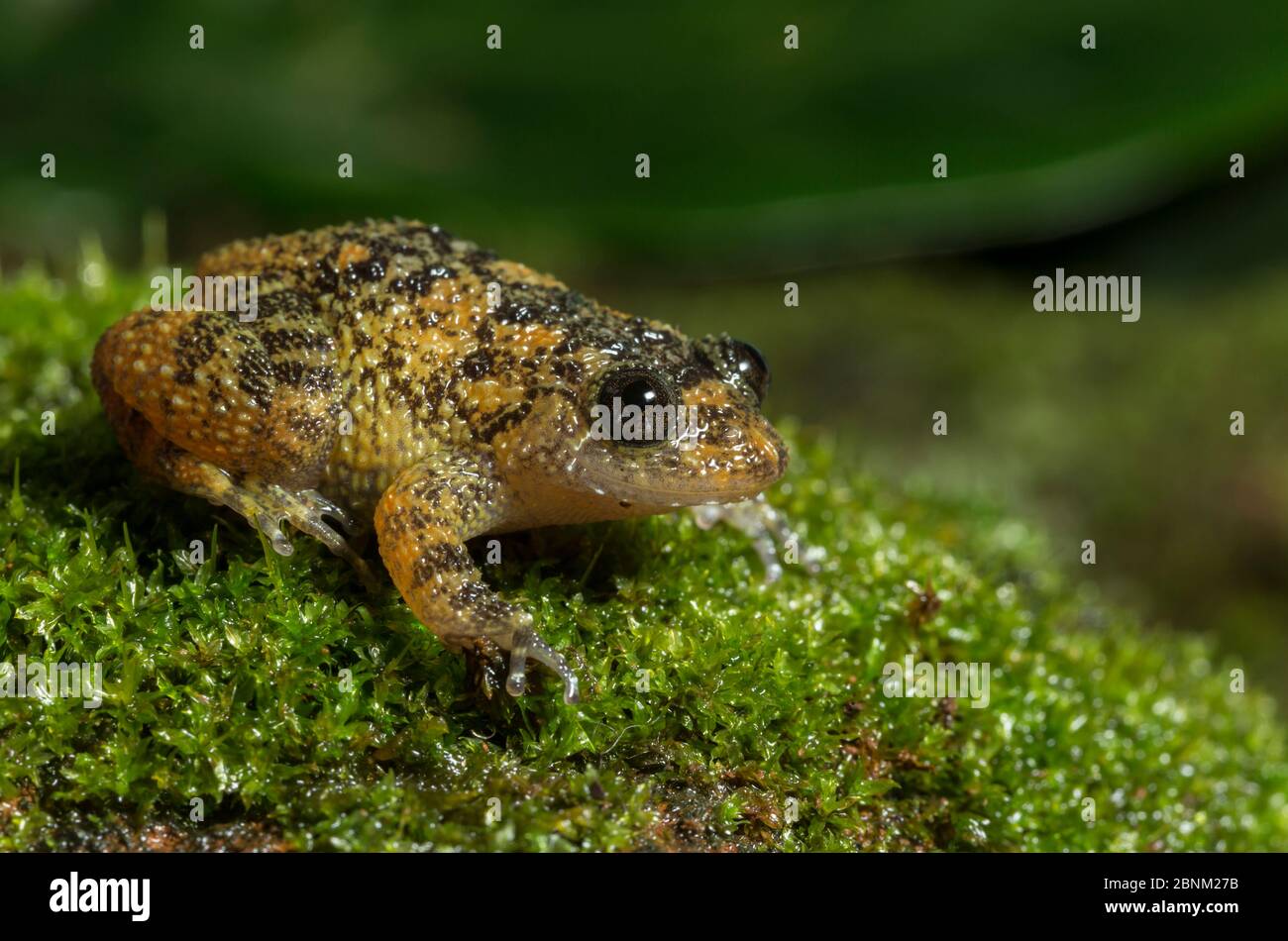 Night frog (Nyctibatrachus devini) Anamalai Wildlife Sanctuary, India ...