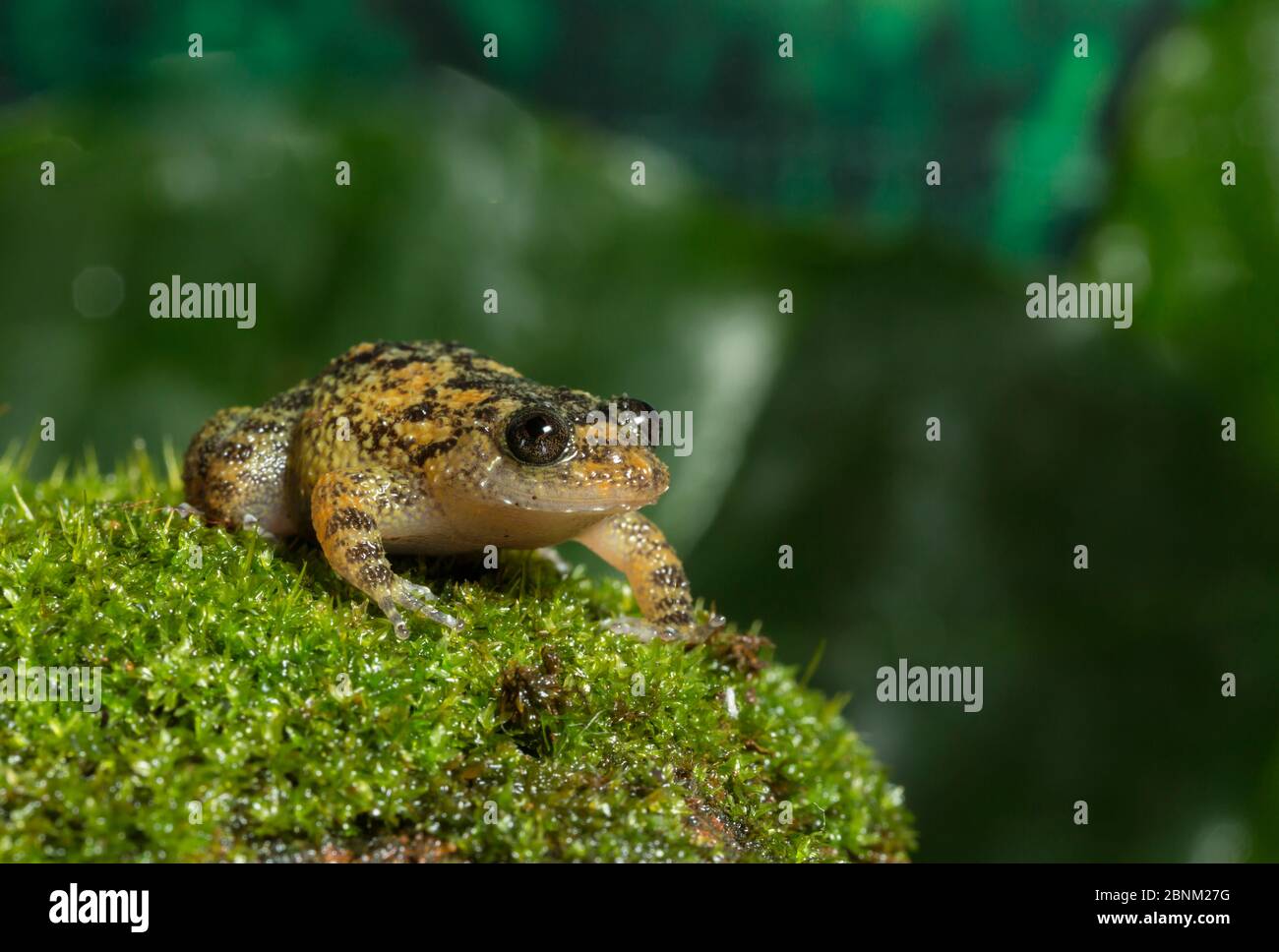 Night frog (Nyctibatrachus devini) Anamalai Wildlife Sanctuary, India ...