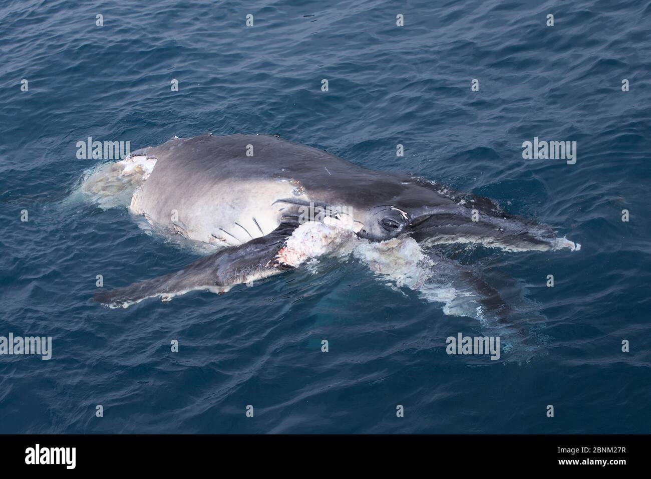 Humpback whale (Megaptera novaeangliae) calf around six metres long ...