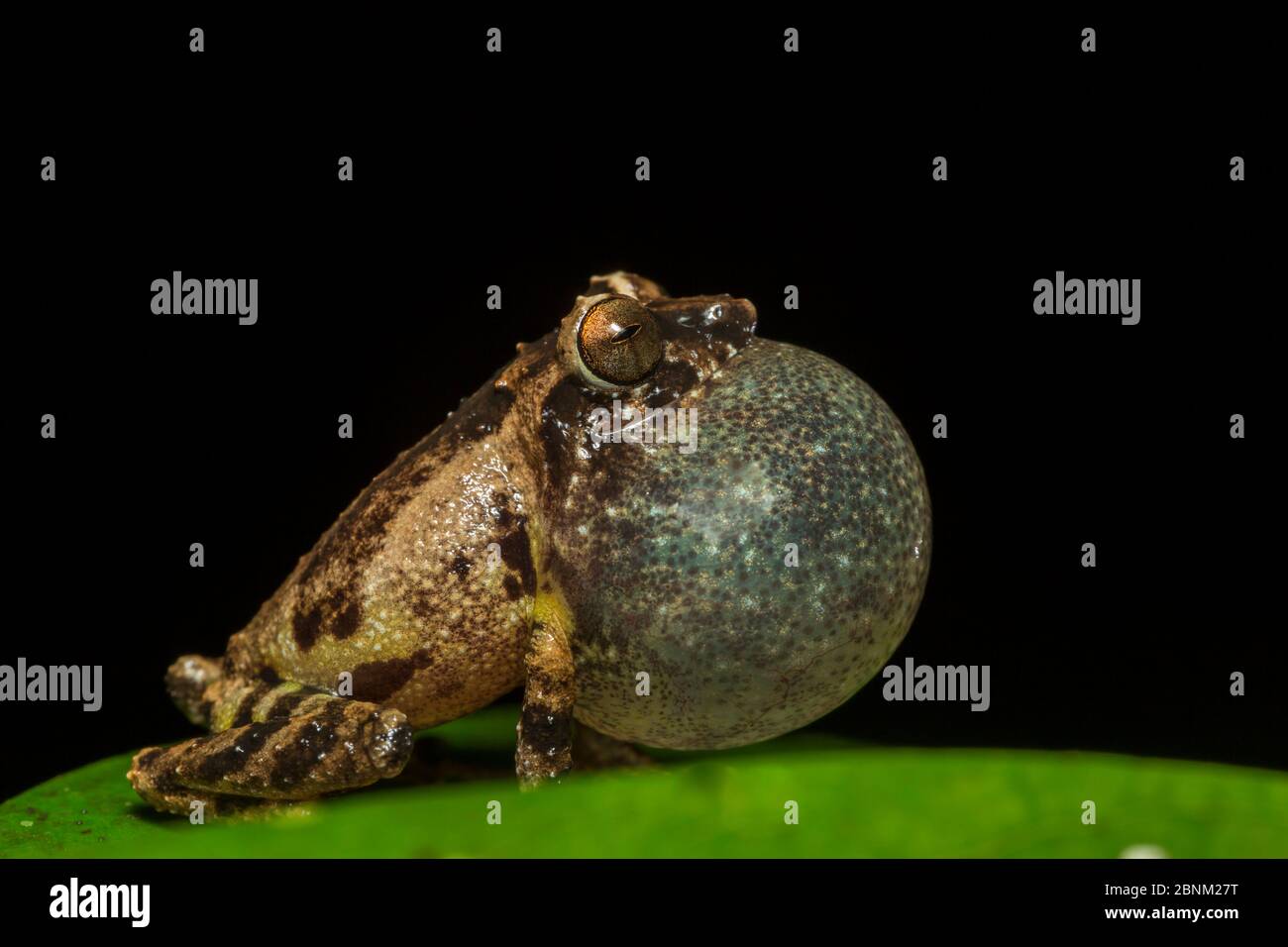 Inflating vocal sac hi-res stock photography and images - Alamy