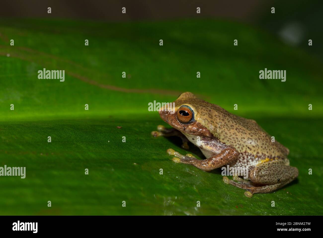 Southern bubble nest frog hi-res stock photography and images - Alamy
