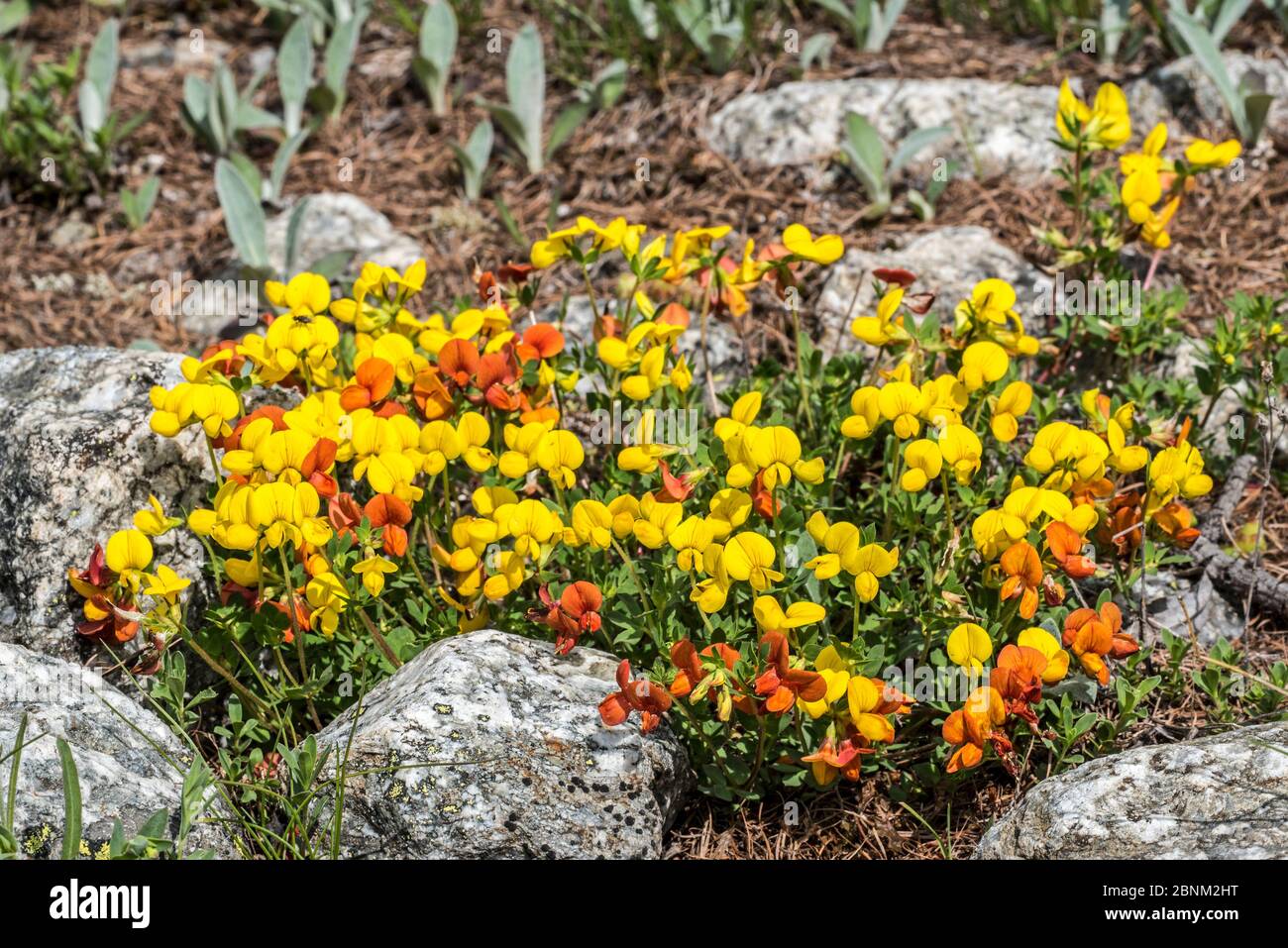 Horseshoe vetch (Hippocrepis comosa) in flower showing red and orange ...