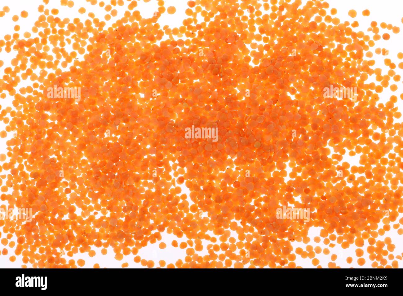 Close up of Orange Masoor Dal (Red Chief) lentil lens isolated on white ...