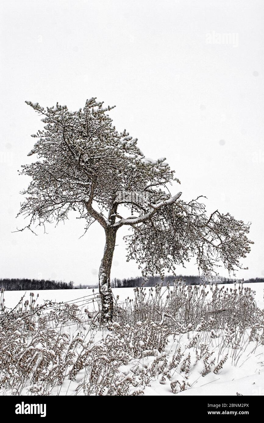 Stark image tree branches hi-res stock photography and images - Alamy