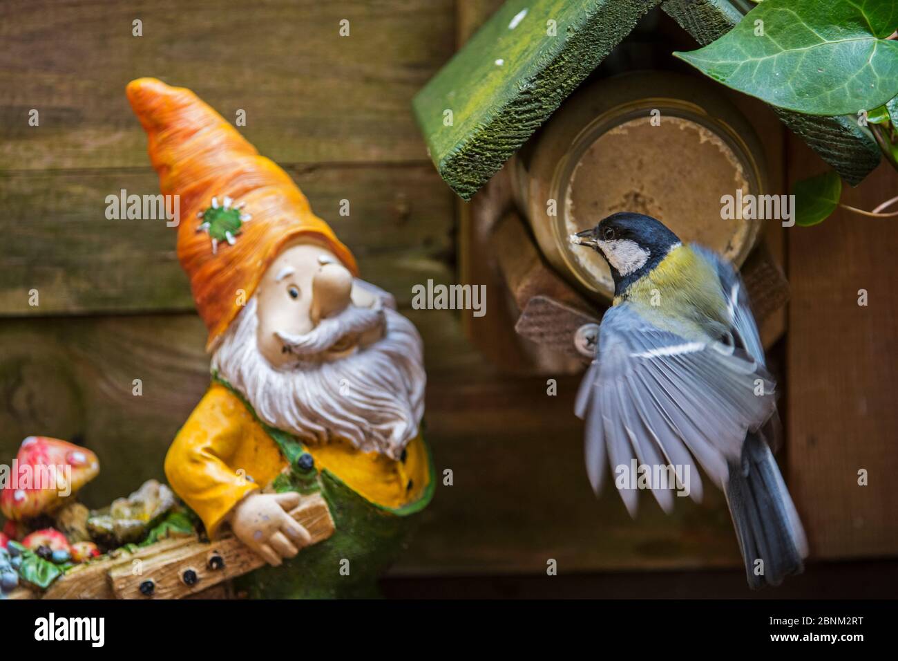 Garden gnome and Great tit (Parus major) feeding on peanut butter from ...