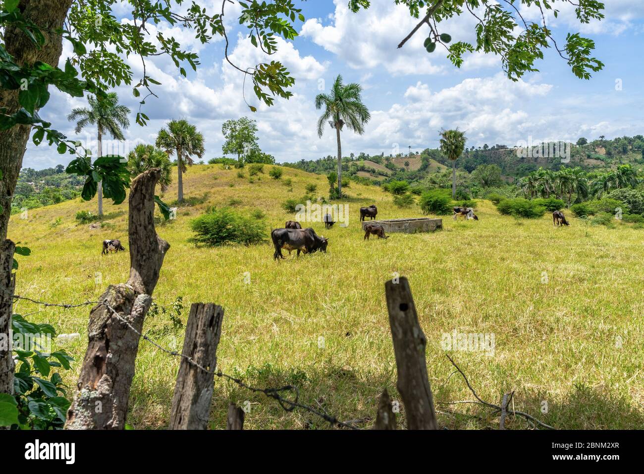 Cattle feedlot america hi-res stock photography and images - Alamy
