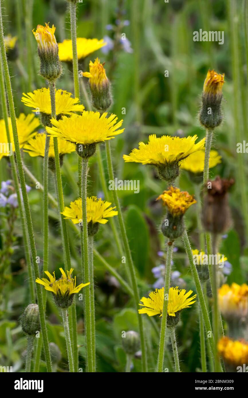 Mouse-ear hawkweed (Hieracium pilosella / Pilosella officinarum) in ...