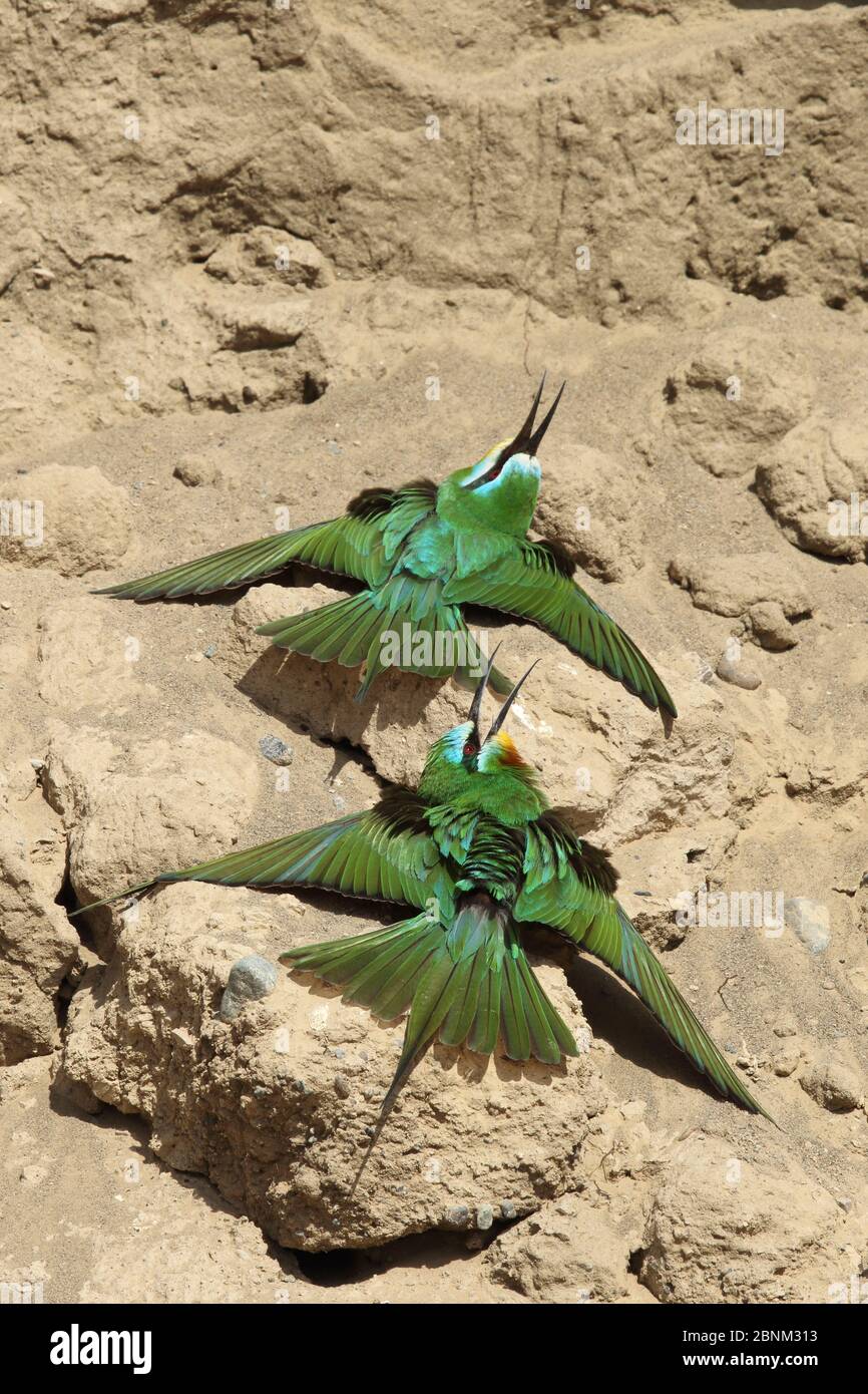 Blue cheeked bee eater (Merops persicus) two sunning, Oman, April Stock ...