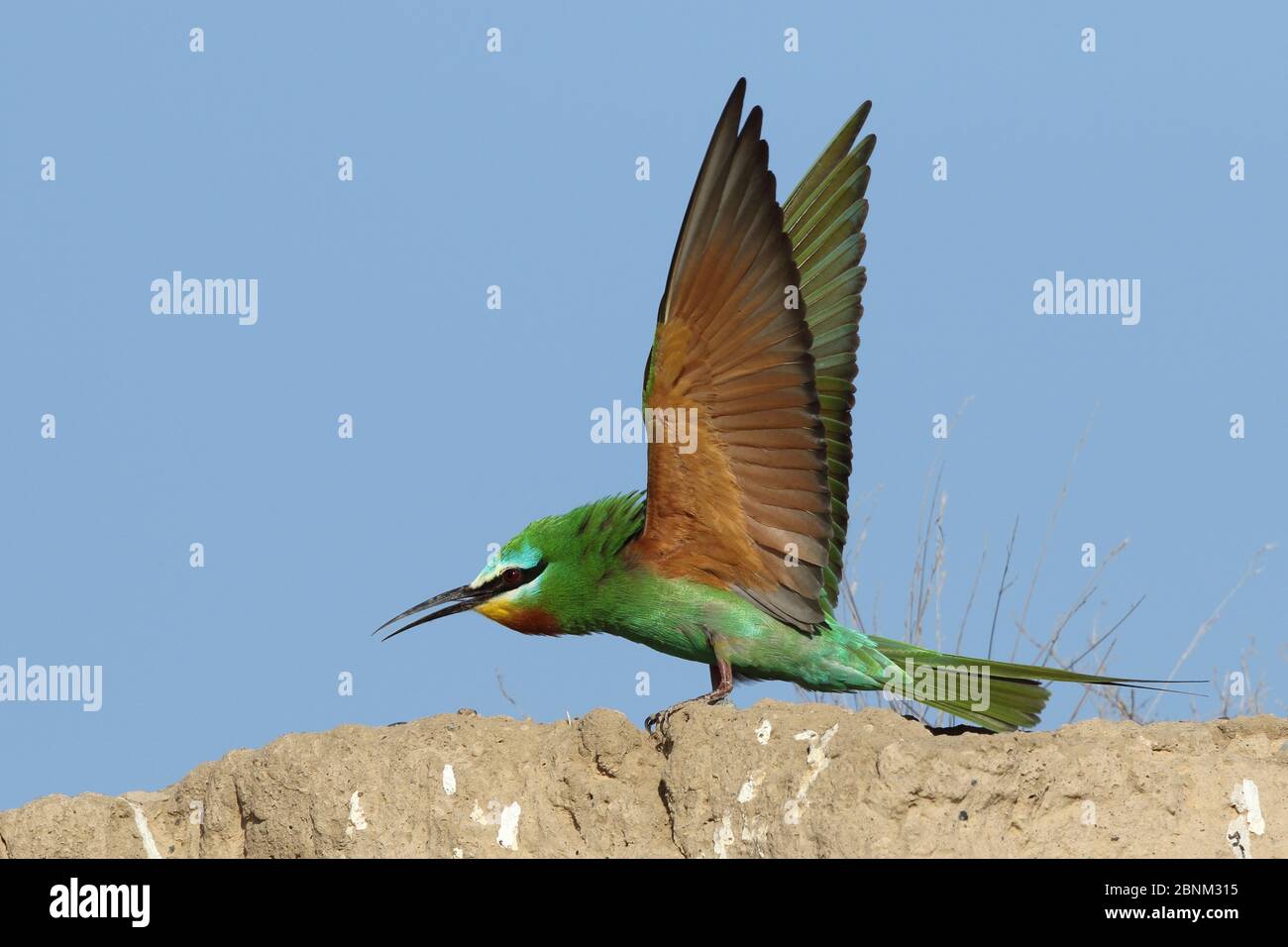 Blue cheeked bee eater (Merops persicus) displaying, Oman, April Stock ...