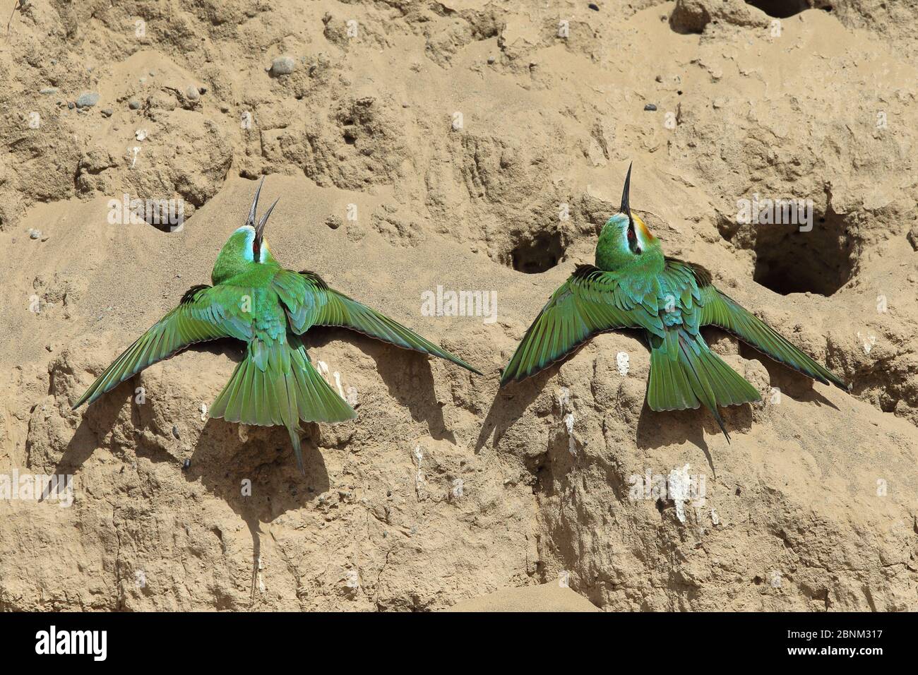 Blue cheeked bee eater (Merops persicus) two sunning, Oman, April Stock ...