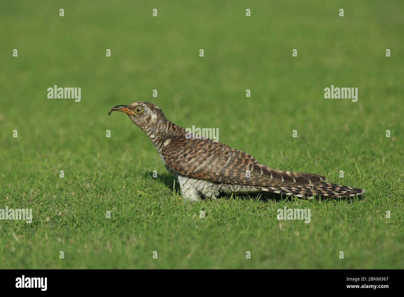 Common cuckoo (Cuculus canorus) feeding on lawn, Oman, November Stock ...