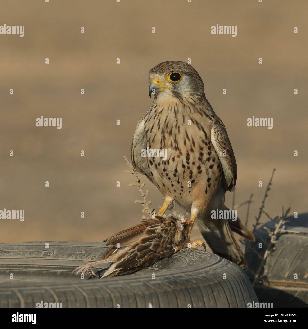 Female common kestrels hi-res stock photography and images - Alamy