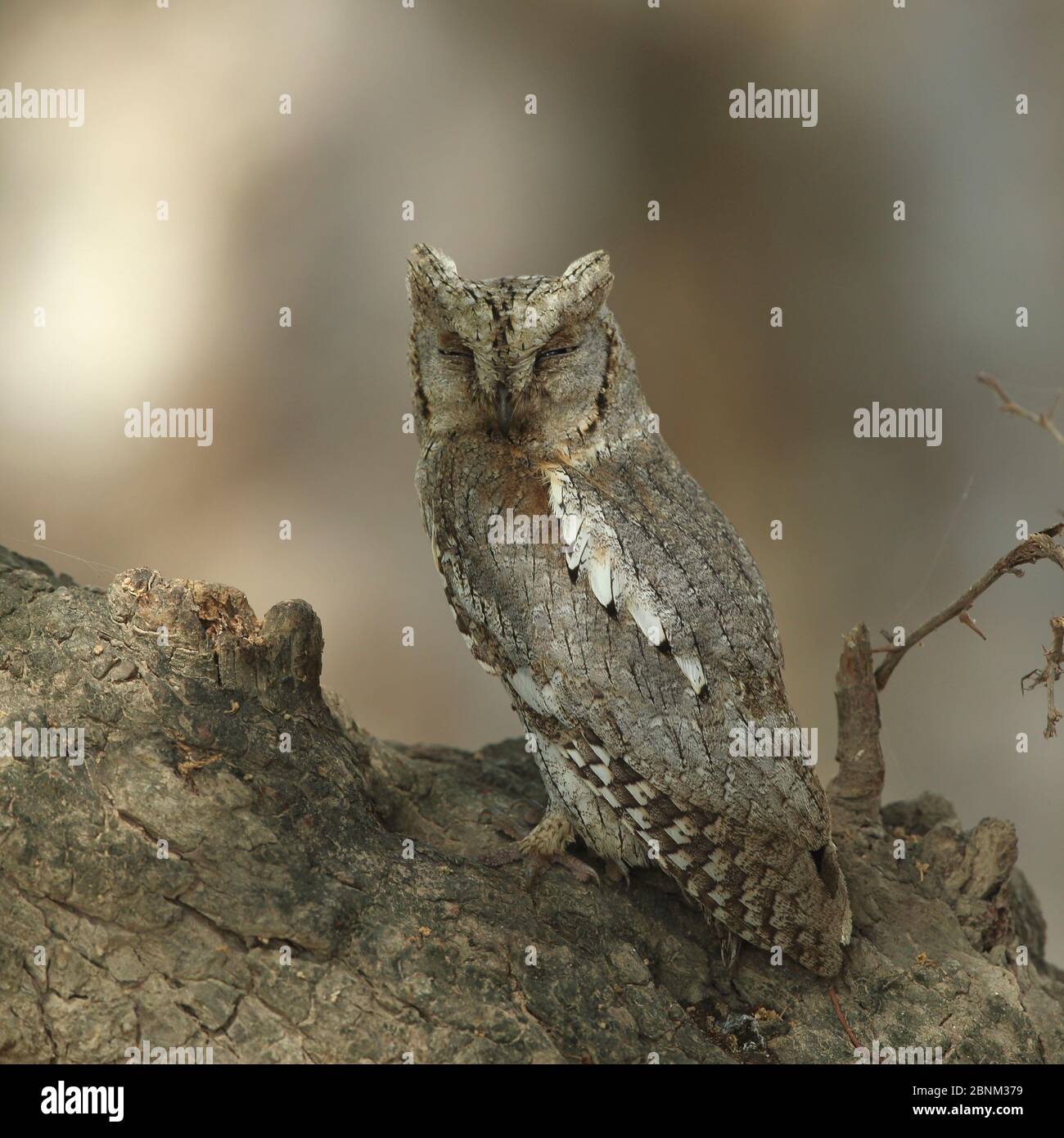 Arabian scops owl (Otus pamelae) on log, Oman, November Stock Photo - Alamy