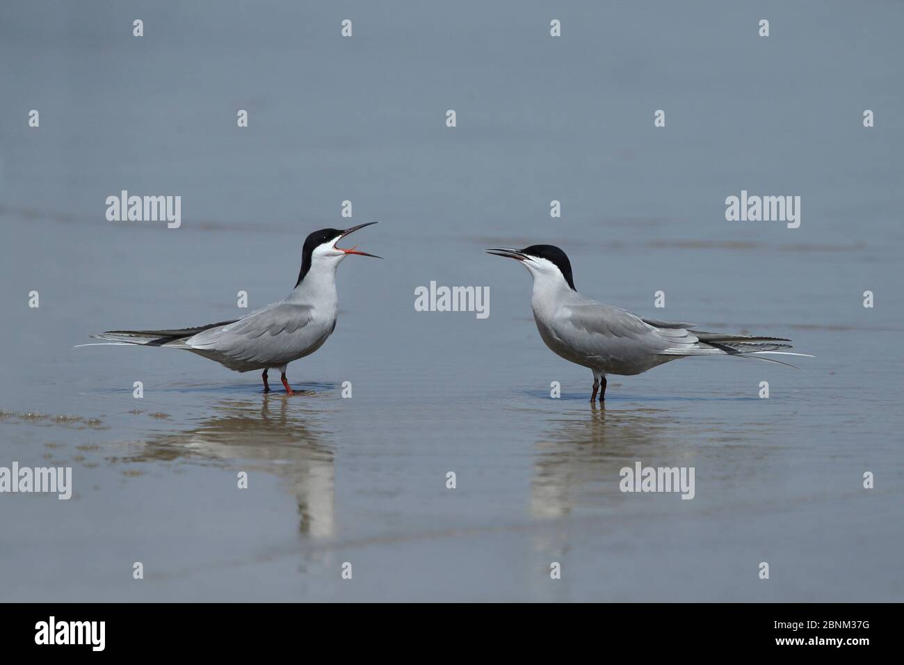 White cheeked tern (Sterna repressa) two in shallow water, Oman, May ...