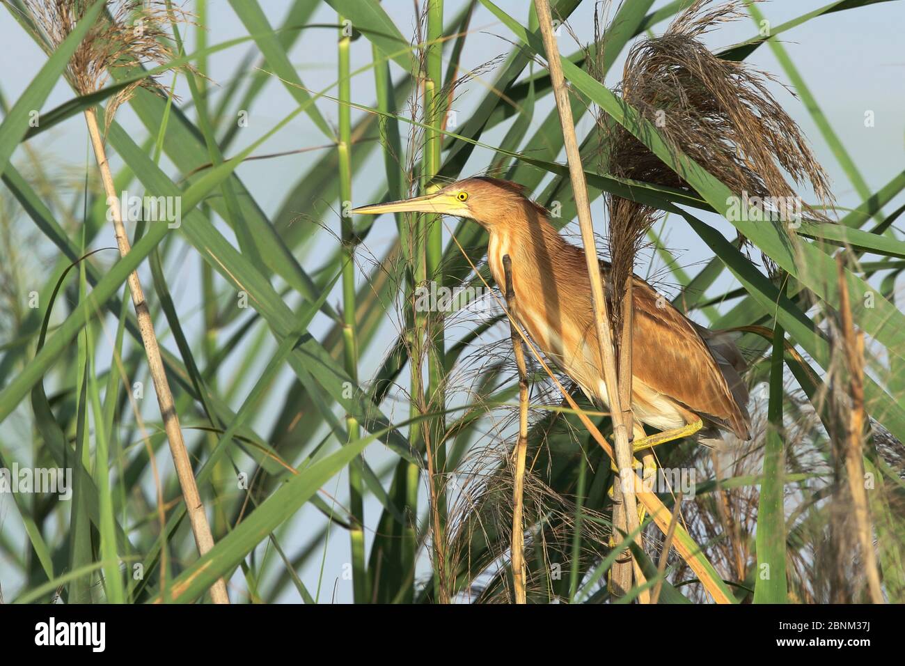 Ixobrychus sinensis hi-res stock photography and images - Alamy
